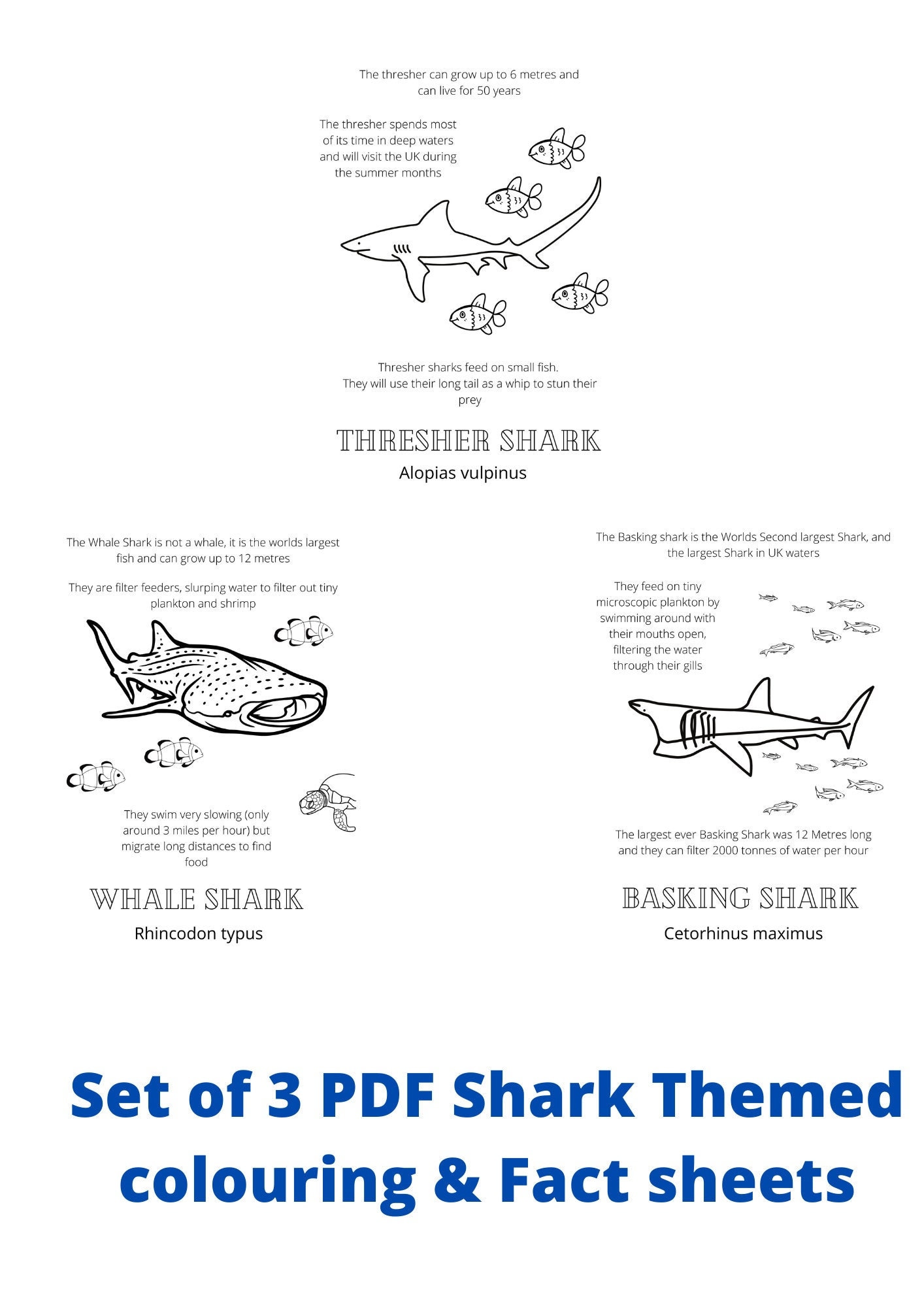 3 PDF Download Colouring Fact Sheet for Kids Shark Themed Home Learning ...