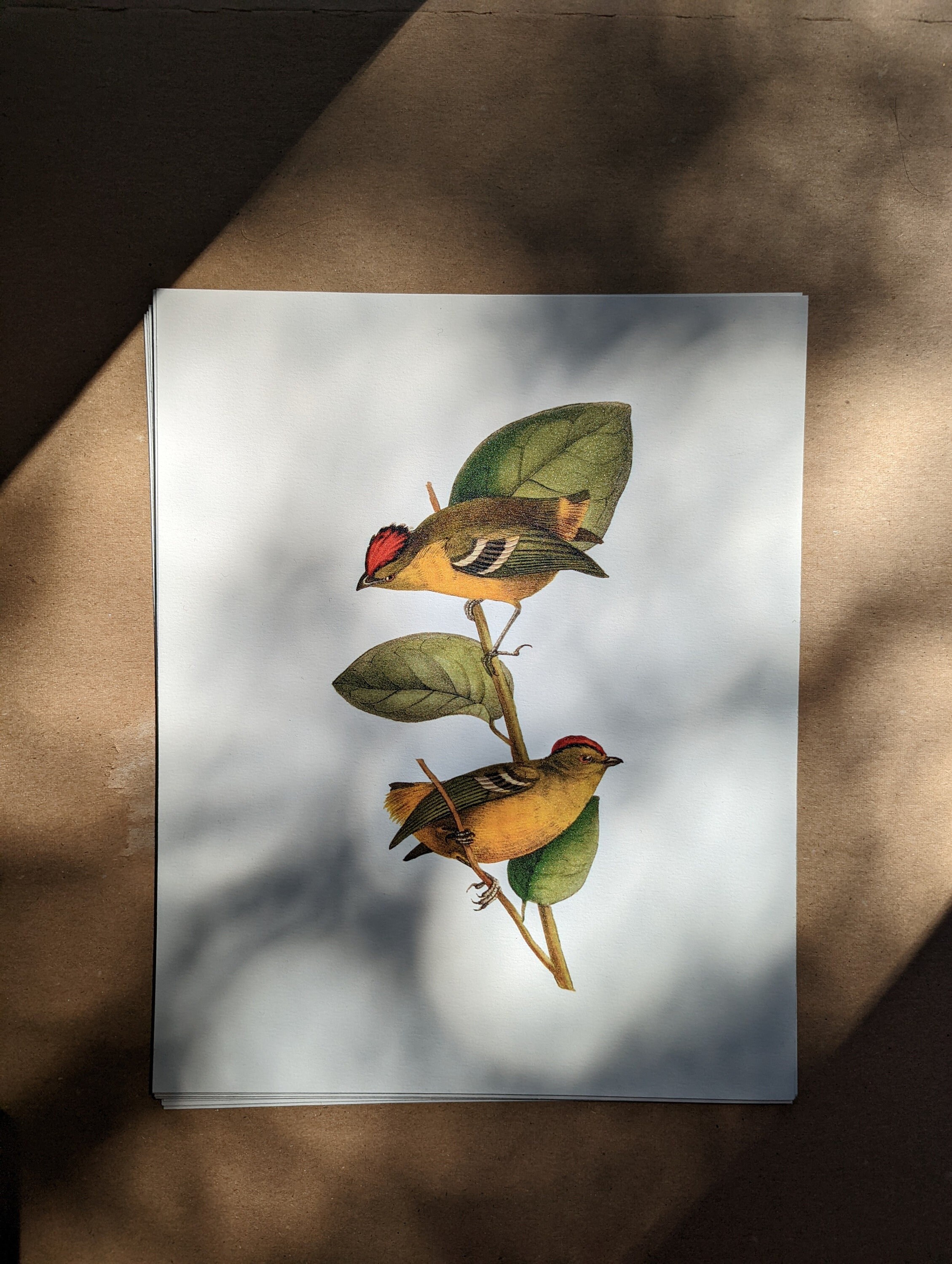 Short-tailed Manakin Printable Wall Art Minimalist Lake House Art ...