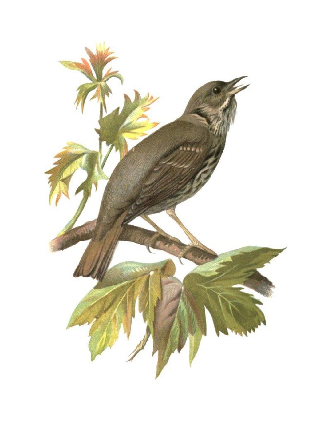 Thrush | Printable Wall Art | Minimalist| Lake House Art | Nature Art ...