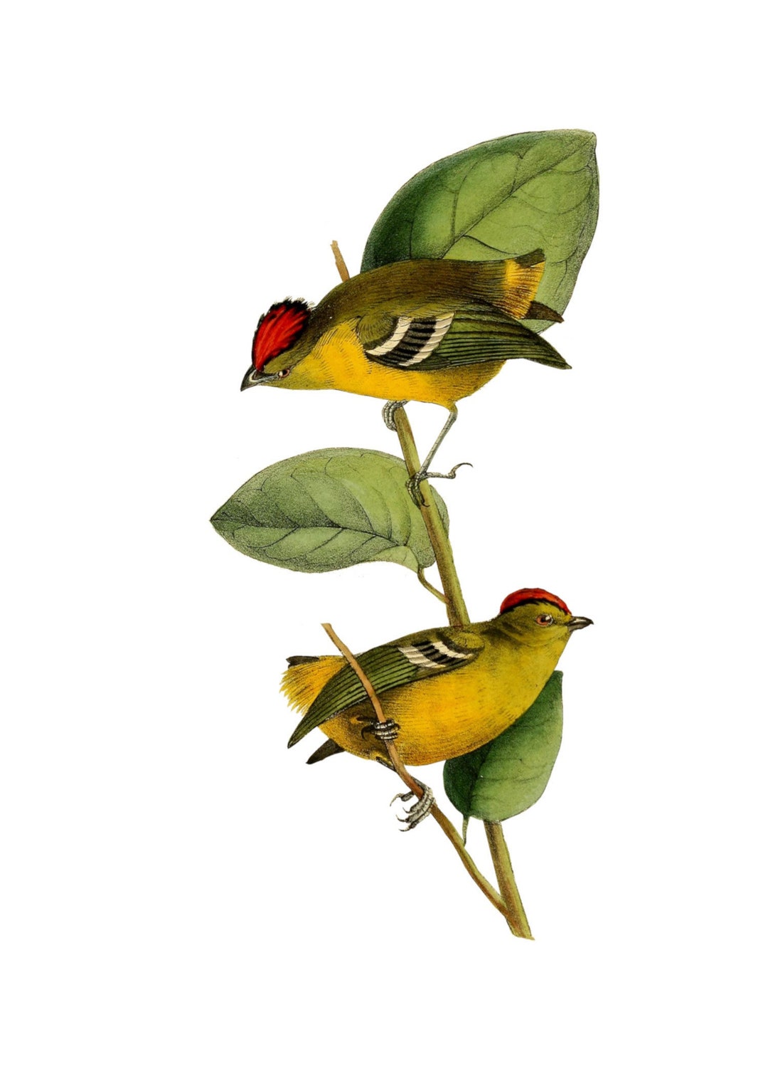 Short-tailed Manakin Printable Wall Art Minimalist Lake House Art ...