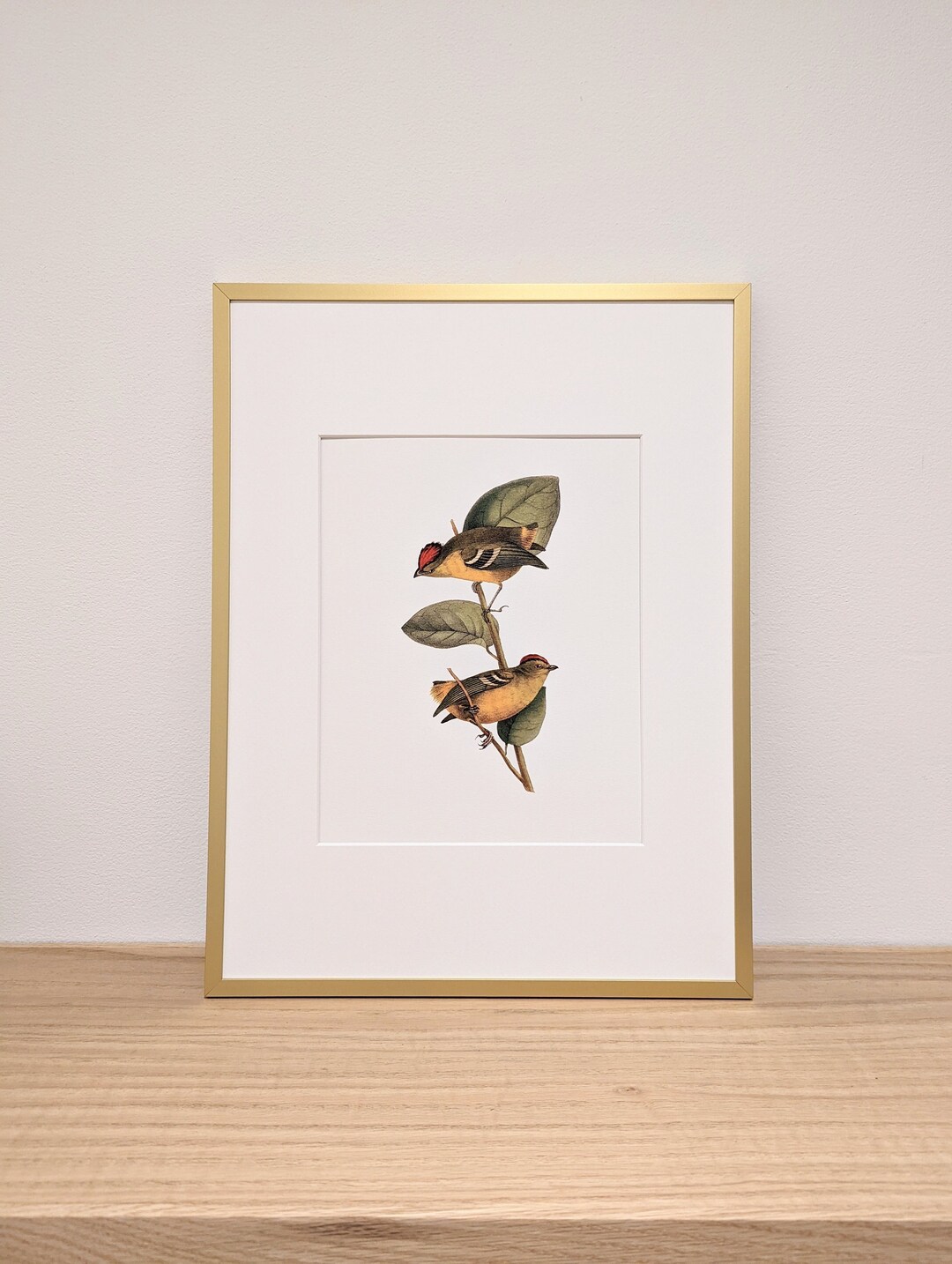 Short-tailed Manakin Art Print Bird Art Natural Decor Nature Art Cabin ...