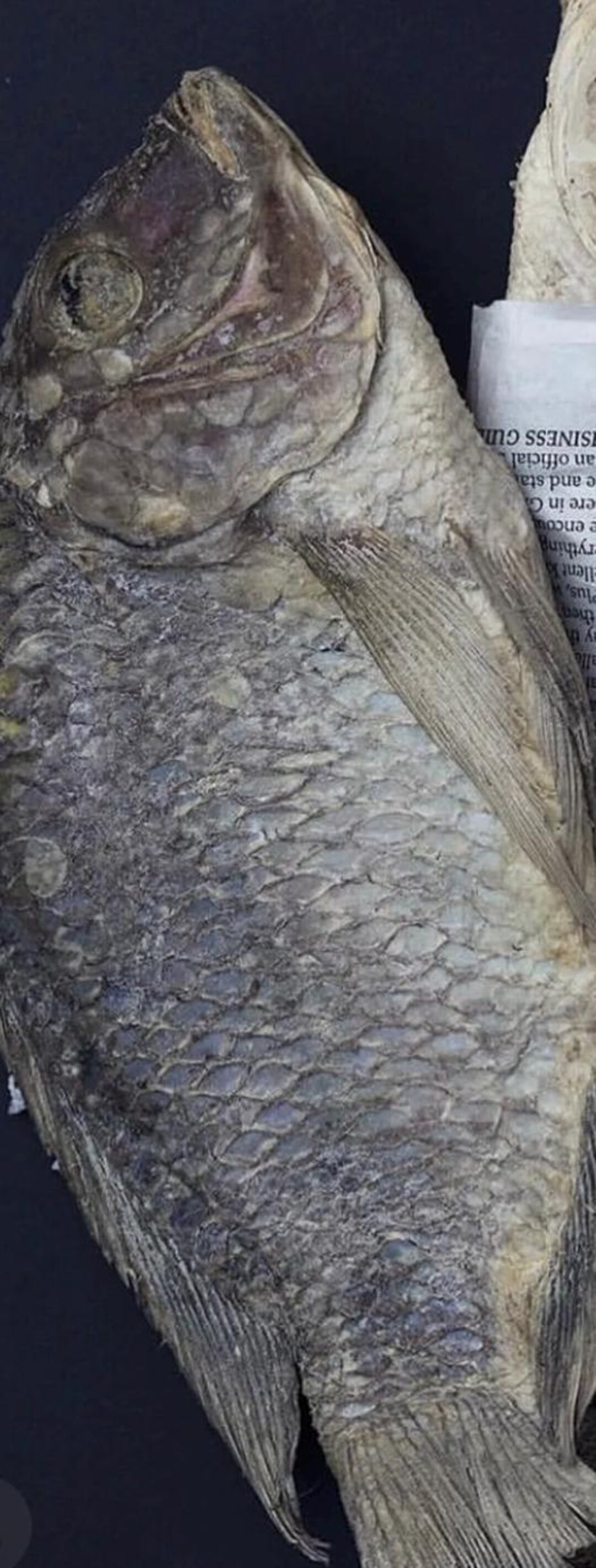 Koobi/ Cured Tilapia Salted From Ghana 2 Extralarge 32dollars - Etsy