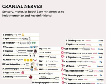 Cranial Nerves - Etsy