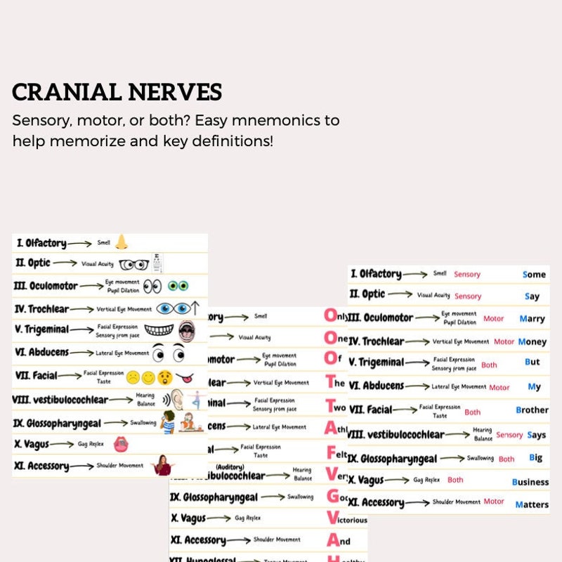 Cranial Nerves - Etsy