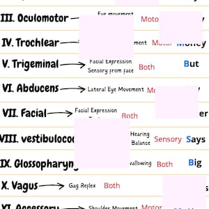Cranial Nerves, Mnemonics, Easy to Remember Guide - Etsy