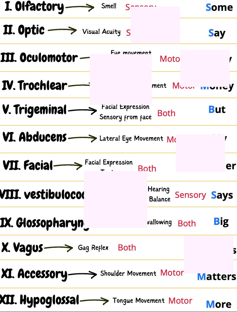 Cranial Nerves, Mnemonics, Easy to Remember Guide - Etsy