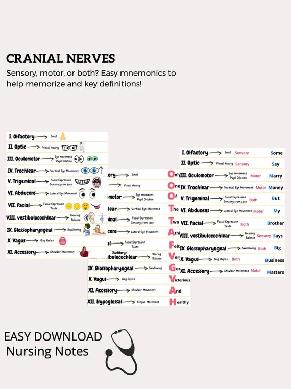 Cranial Nerves Mnemonics Easy to Remember Guide - Etsy UK