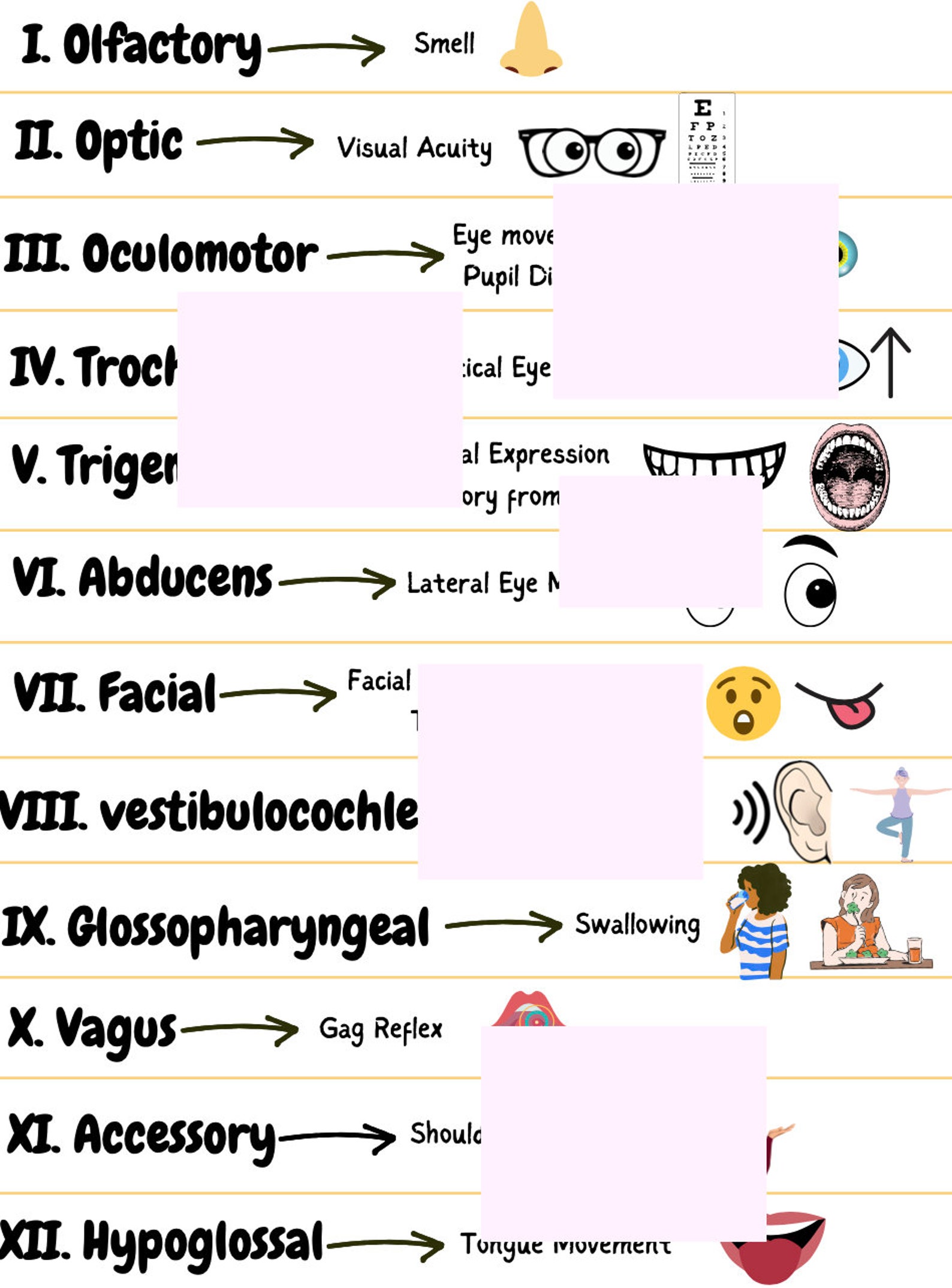 Cranial Nerves, Mnemonics, Easy to Remember Guide - Etsy Ireland Cranial Nerves, Mnemonics, Easy to Remember Guide - Etsy Ireland