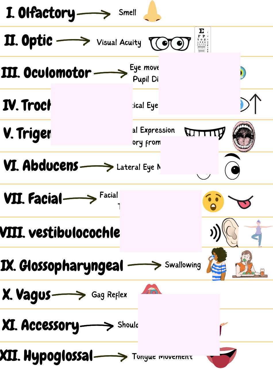 Cranial Nerves, Mnemonics, Easy to Remember Guide - Etsy Australia
