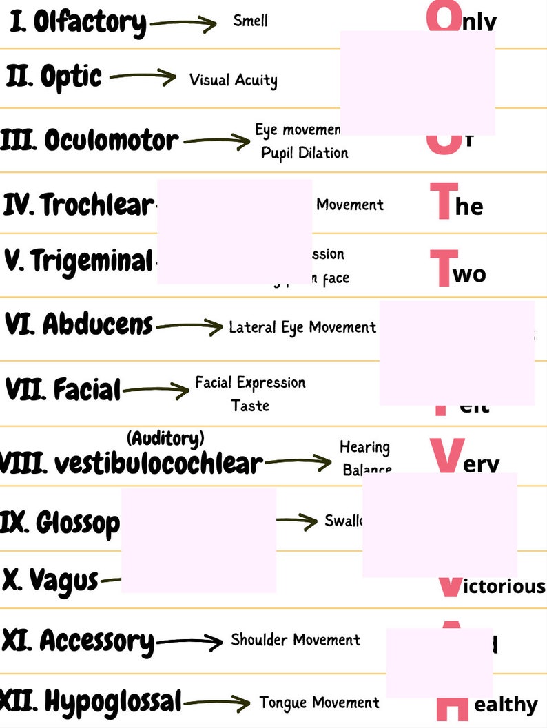 Cranial Nerves, Mnemonics, Easy to Remember Guide - Etsy