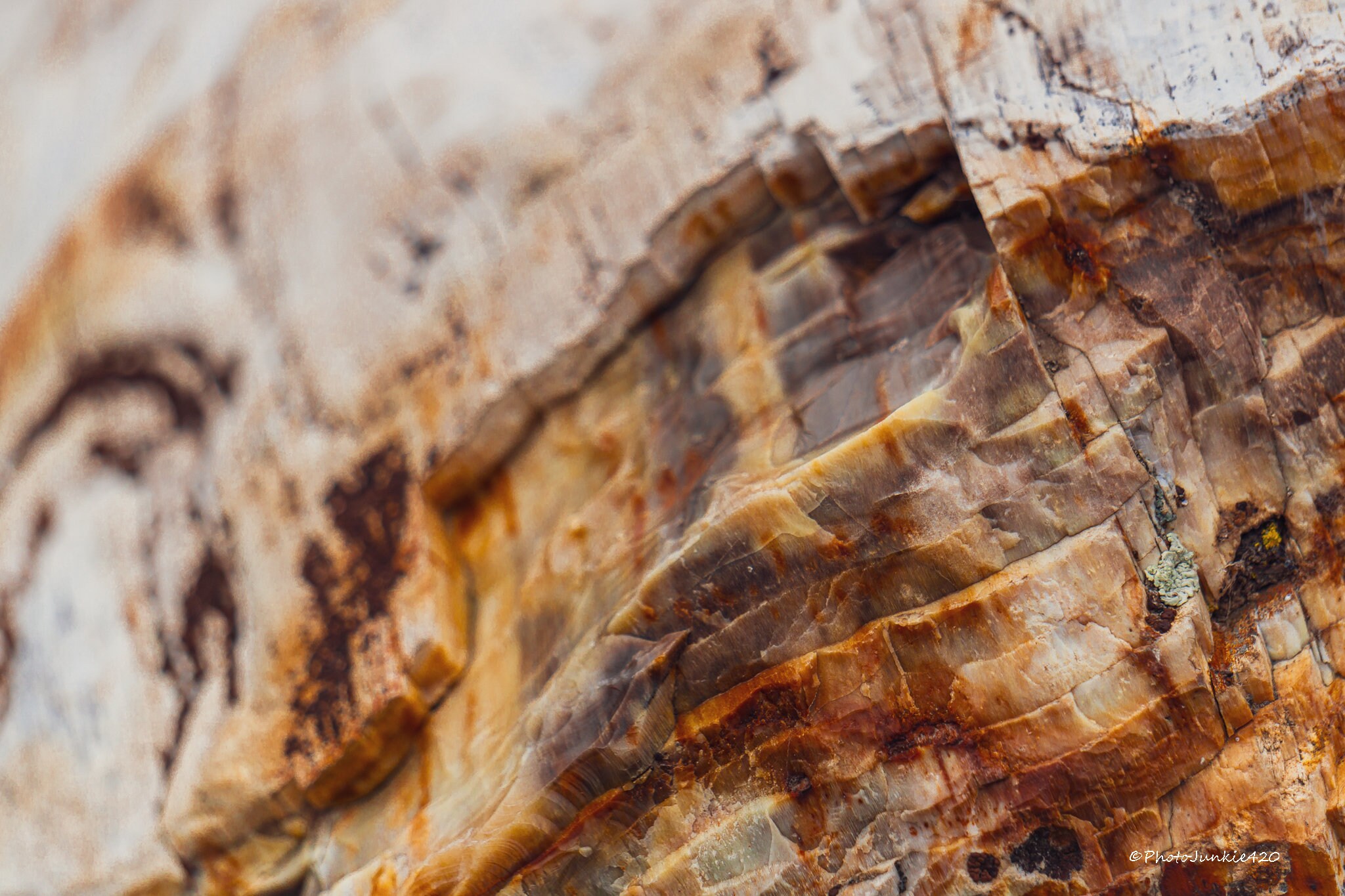 A Closer Look at the Mesmerizing Patterns of Petrified Wood Digital Art ...