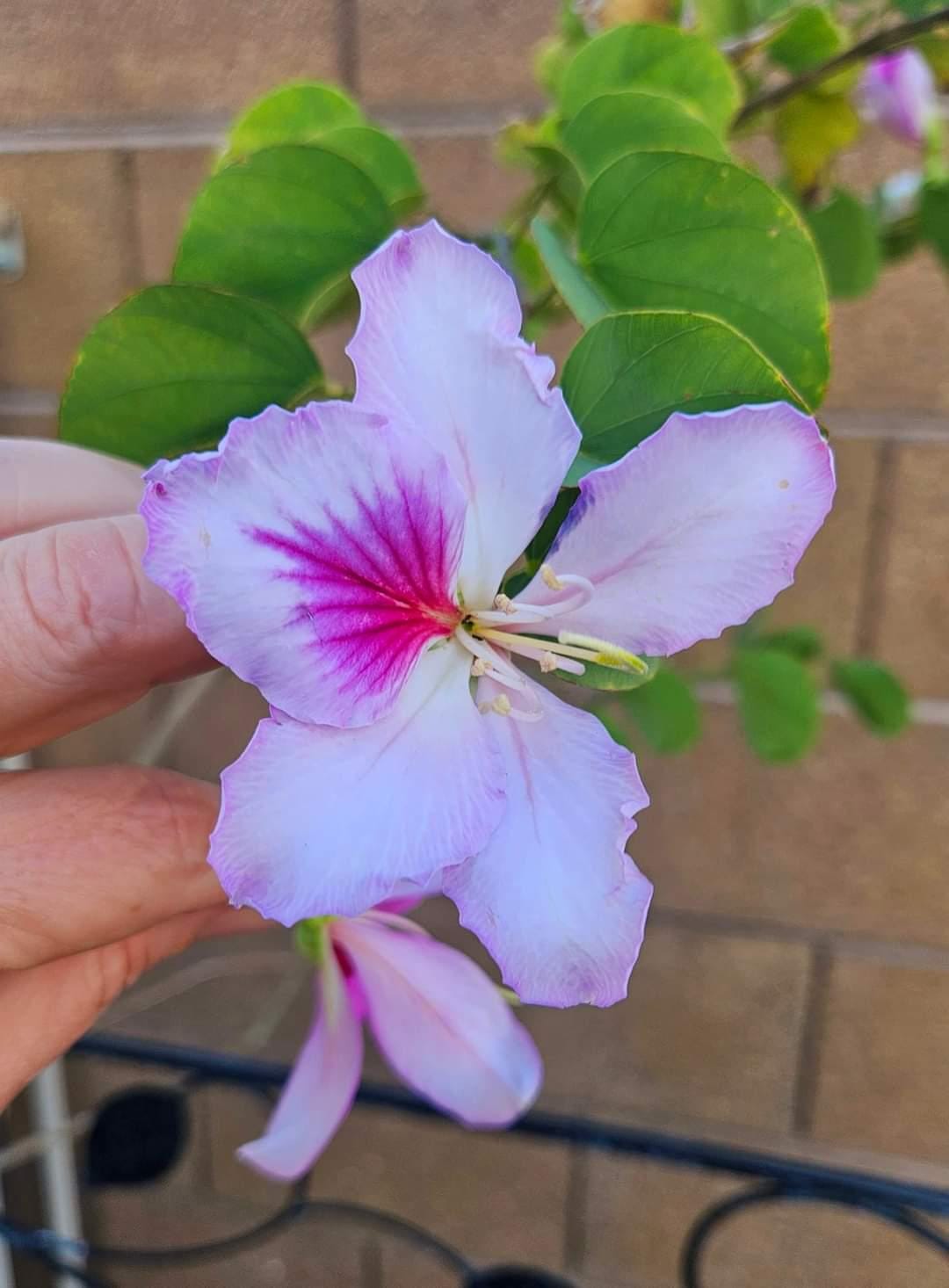 Japanese Orchid Tree Seeds: Pink & White Bauhinia Variegata - Etsy