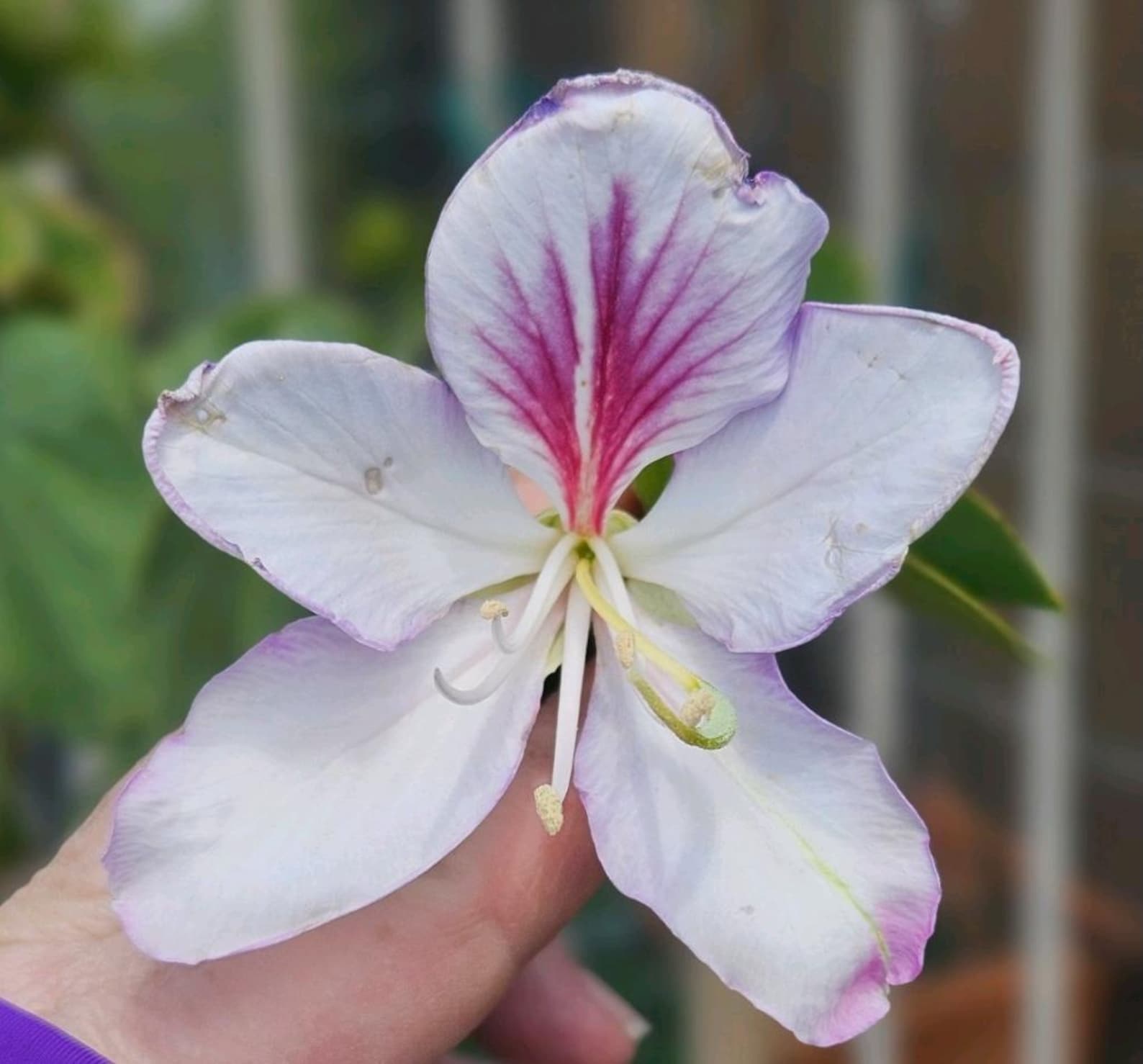 Japanese Orchid Tree Seeds: Pink & White Bauhinia Variegata - Etsy