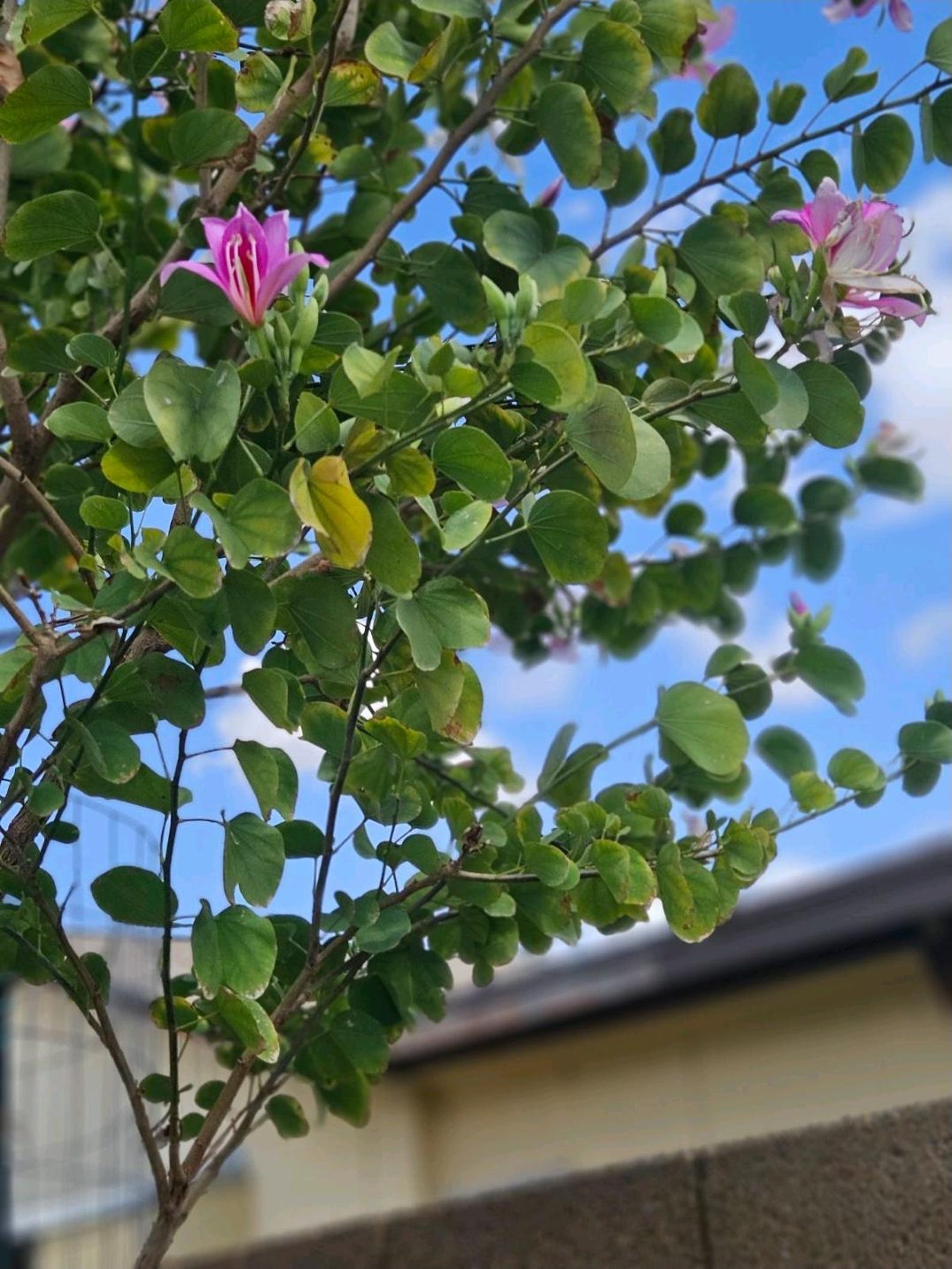 Japanese Orchid Tree Seeds: Pink & White Bauhinia Variegata - Etsy