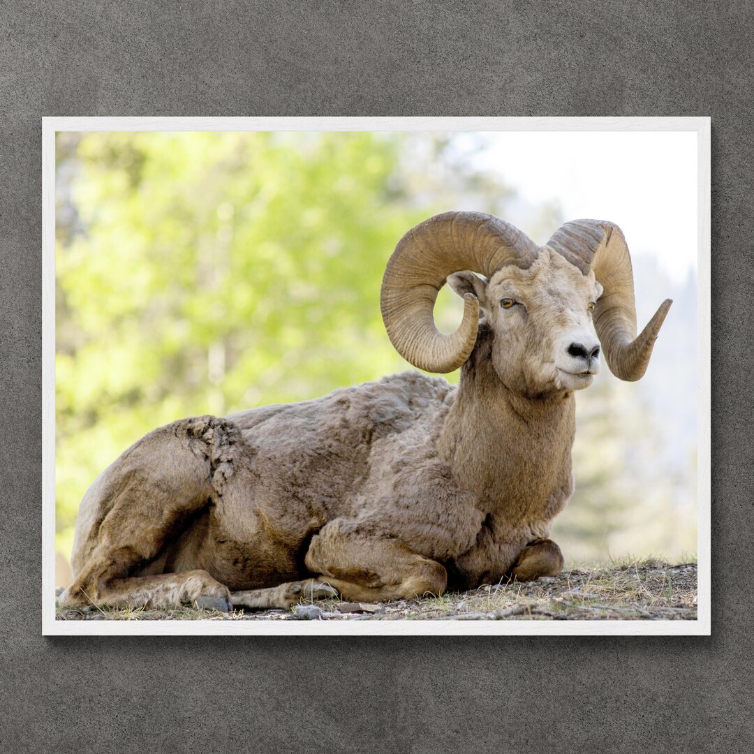 Bighorn Sheep Digital Print, Download Canadian Rockies Wildlife ...