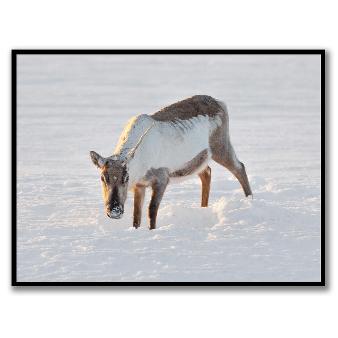 Caribou Digital Print, Download Iceland Wildlife Photography, Printable ...
