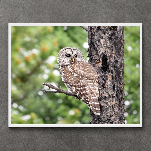 Canadian Wildlife - Etsy