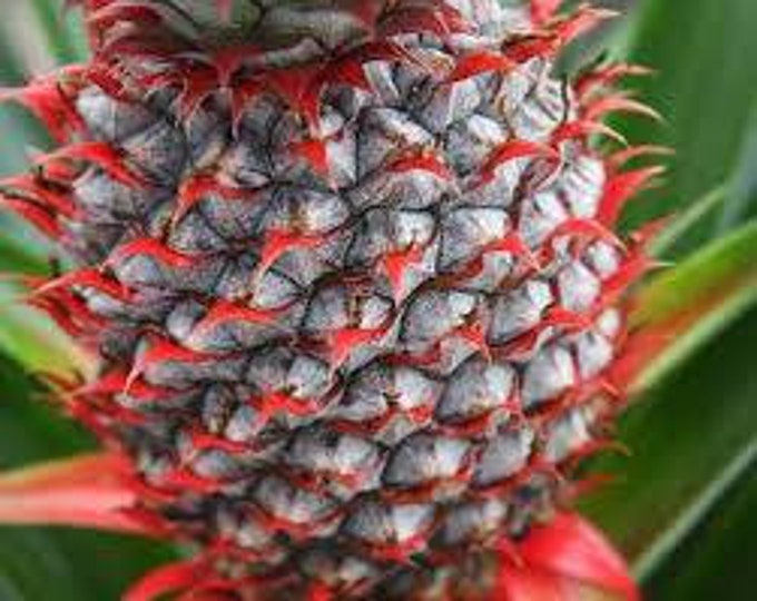 2" Florida Special Pineapple 'ananas Comosus' starter Plant Red ...