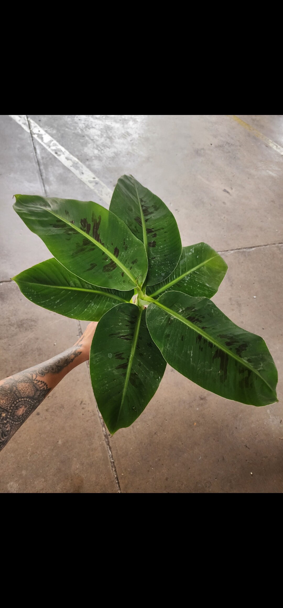 4 Musa 'truly Tiny' world's Smallest Edible Banana Plant - Etsy