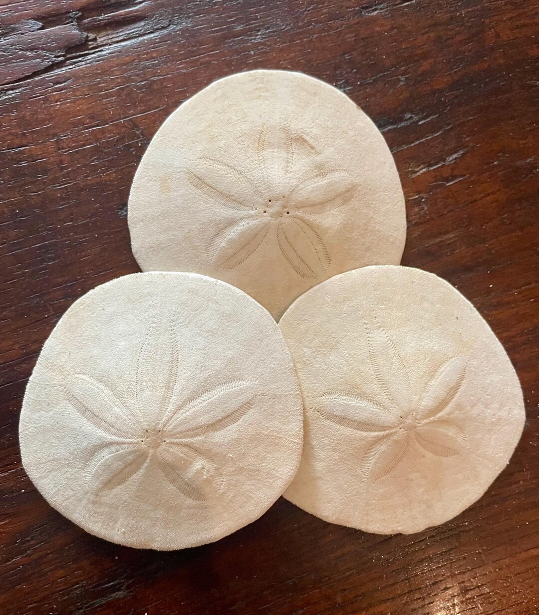 Three (3) Each Real Sand Dollars 2 1/2" Inch in Diameter, Beach Decor ...