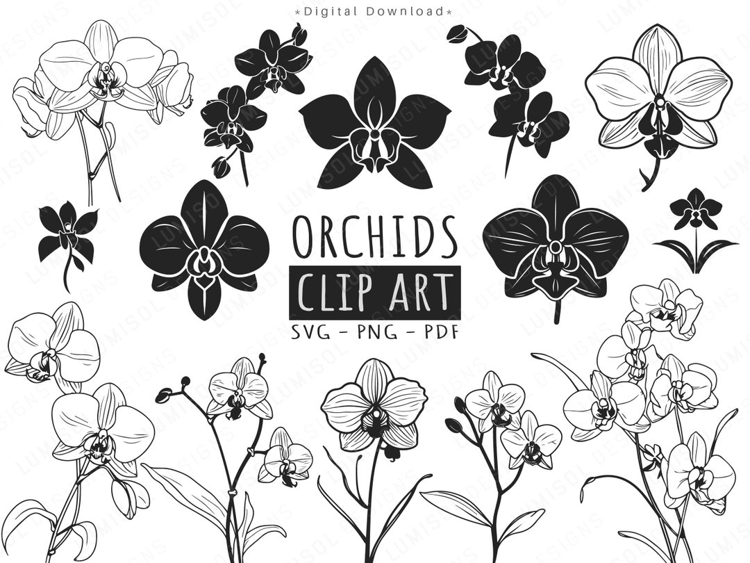 Orchid Svg Bundle 36 Hand Drawn Orchids Floral Clip Art Commercial Use