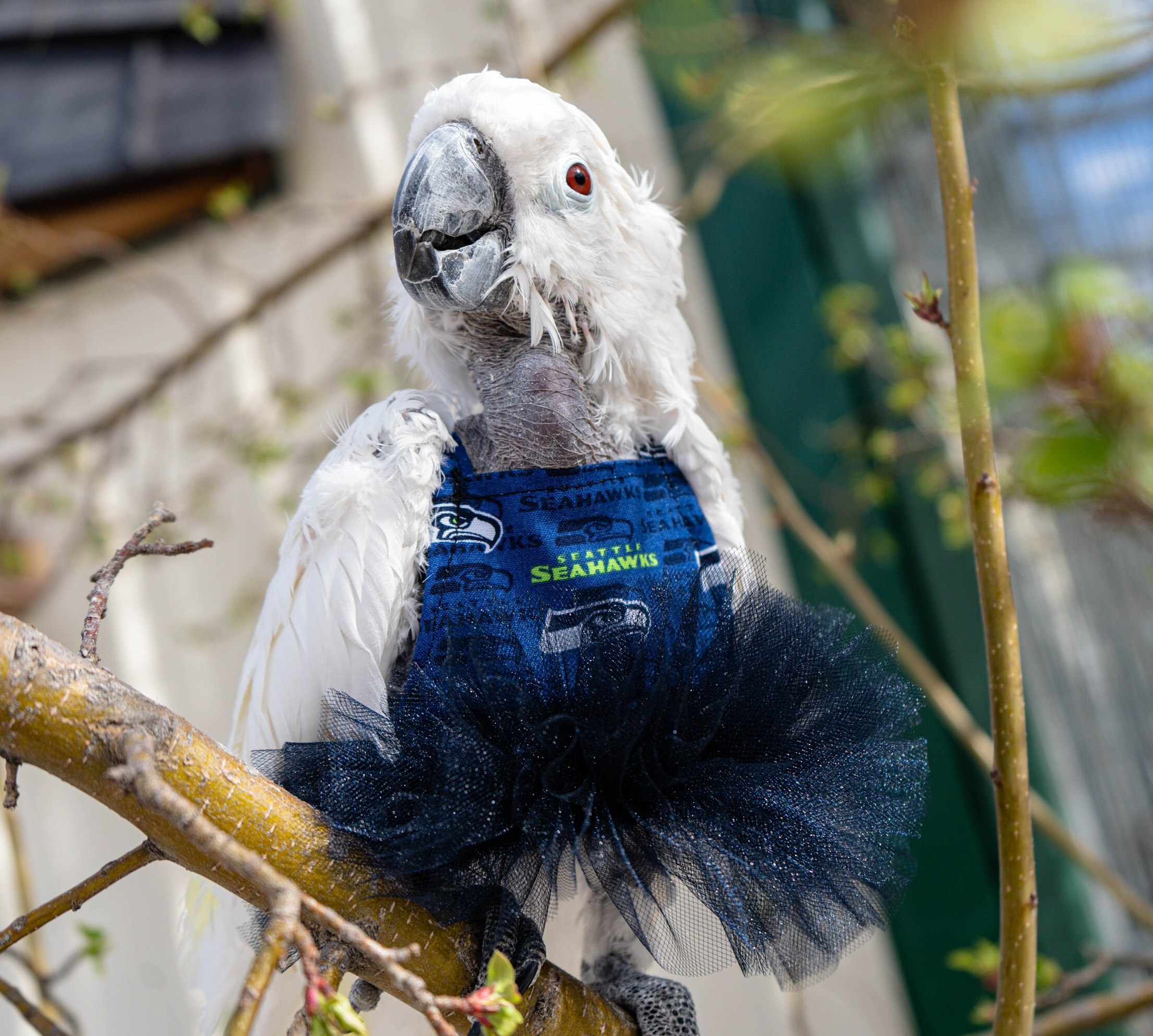 Seahawks Bird