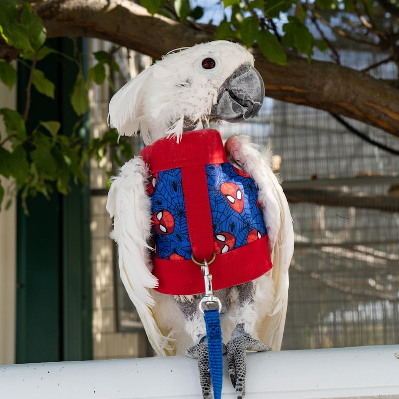 ParrotCouture - Etsy
