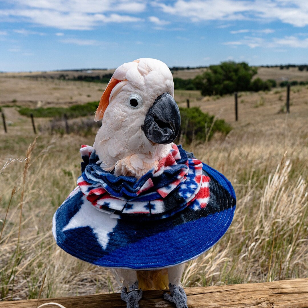 Extra Stiff Cone Collar for Parrots - Etsy