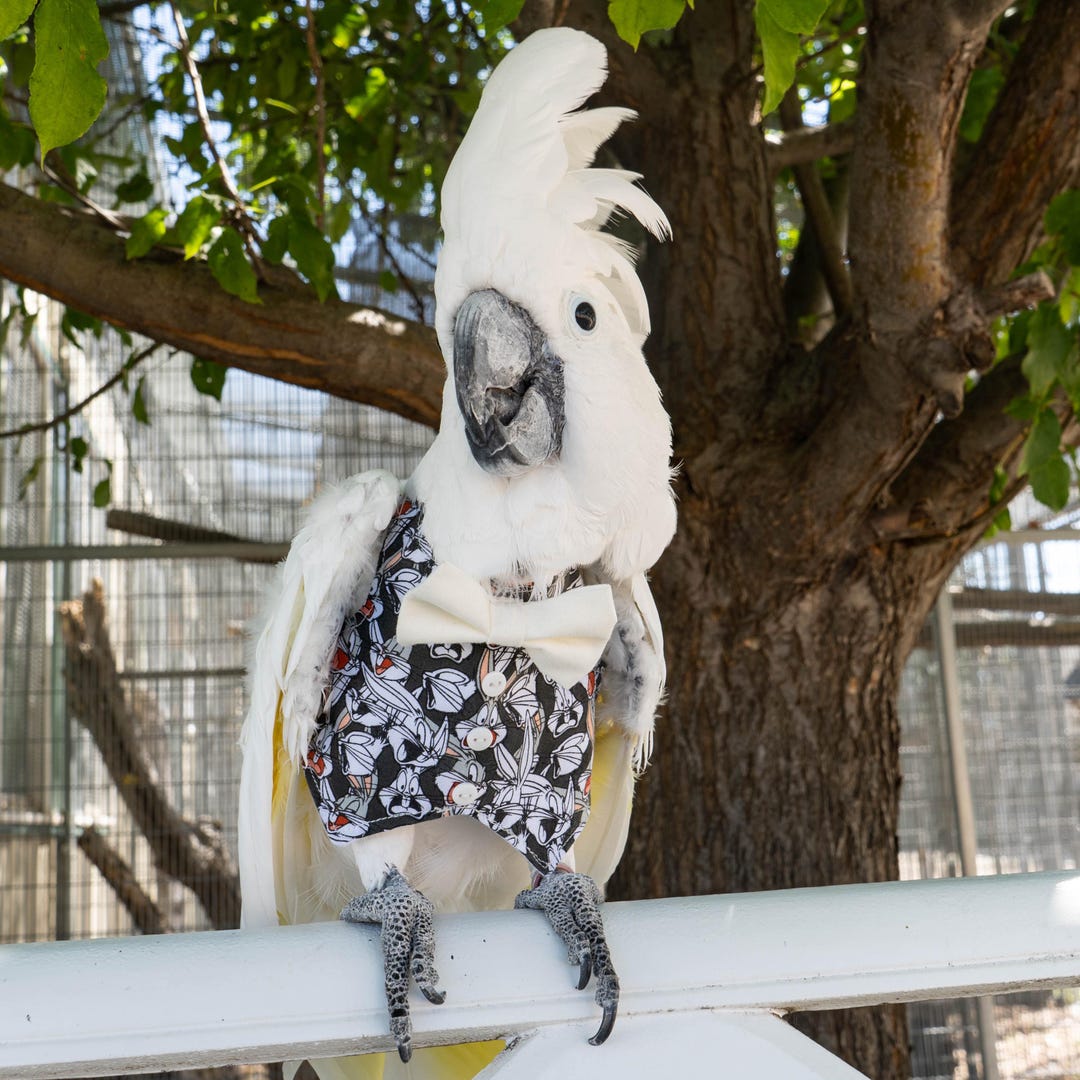 Bugs Bunny Vest and Bowtie for Medium and Large Birds - Etsy
