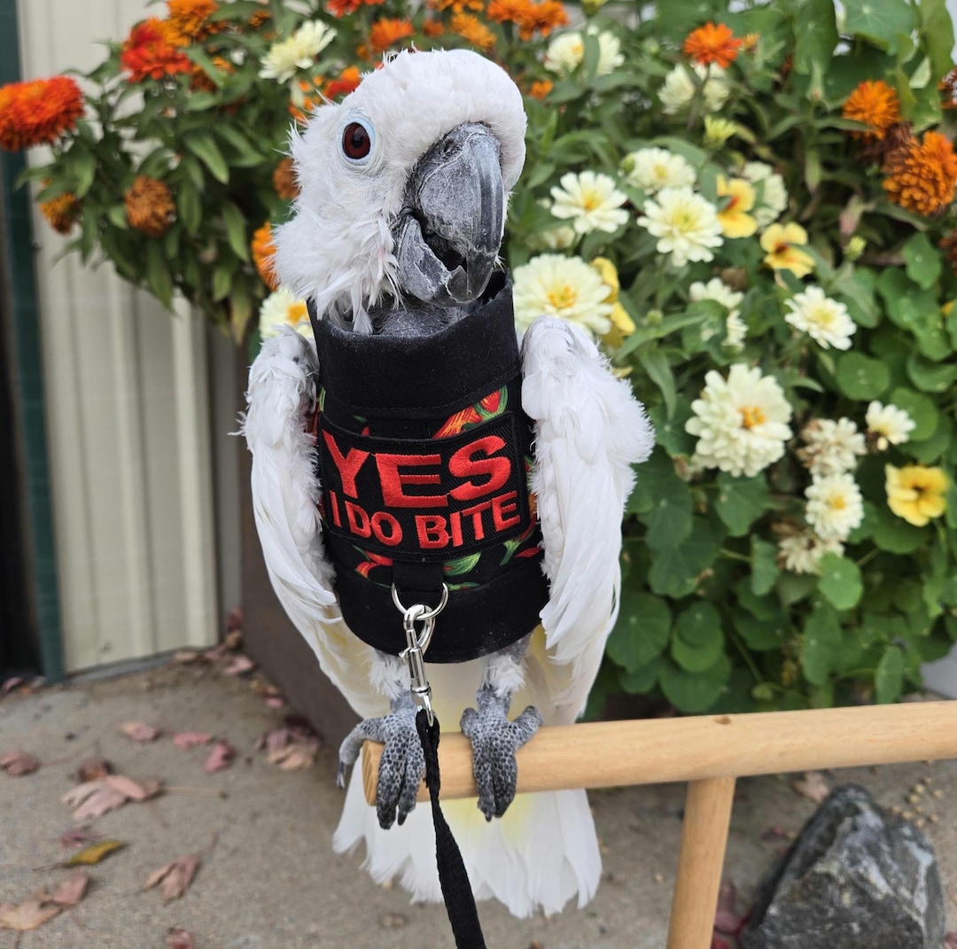 Harness Jacket With "yes I Do Bite" Patch for Large Birds - Etsy