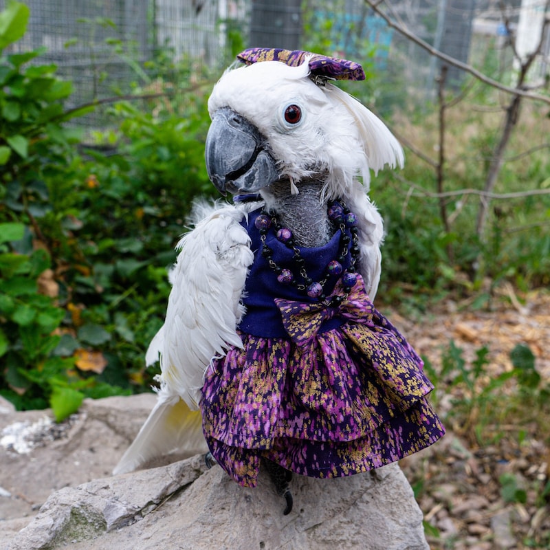 Parrot Clothes - Etsy
