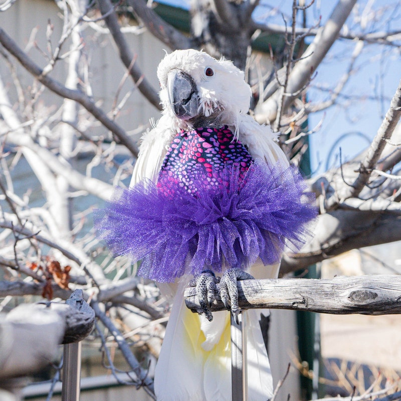 Clothes Bird - Etsy