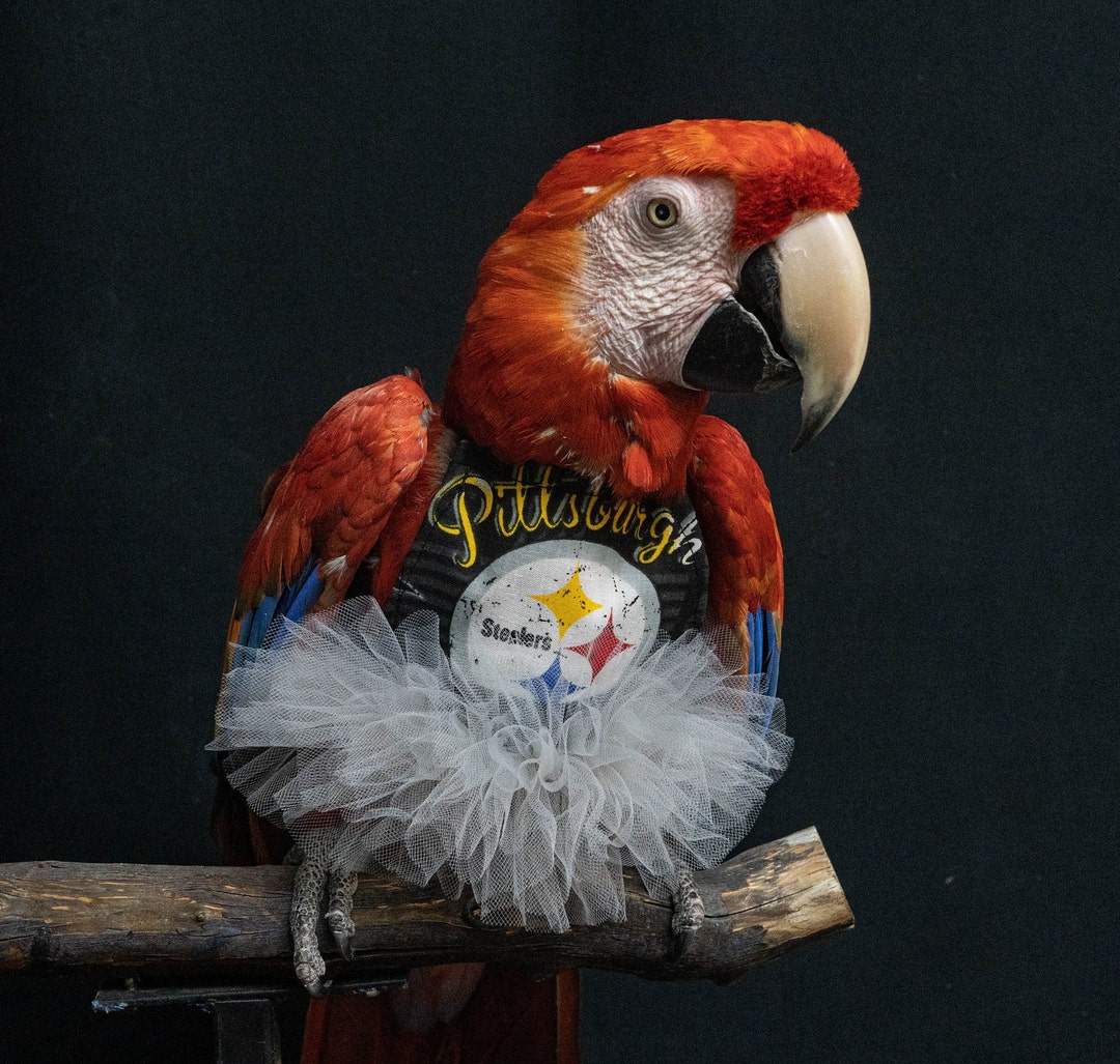 Pittsburgh Steelers Dress for Large Birds - Etsy