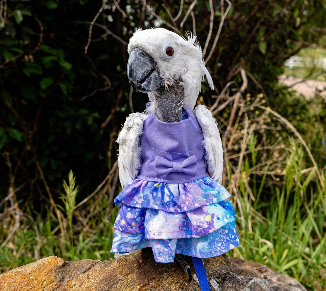 Pastel Dress for Large Parrots - Etsy