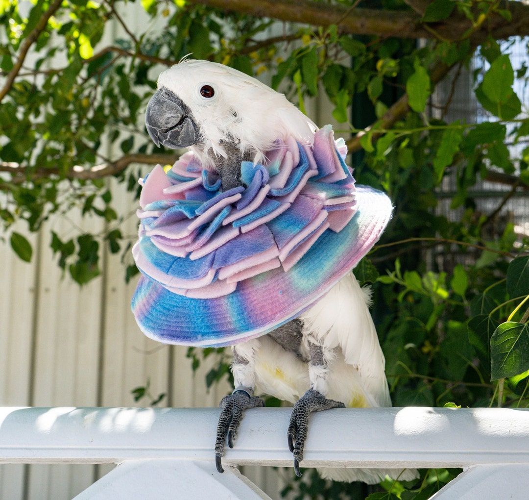 Stiff Cone Collar for Parrots - Etsy