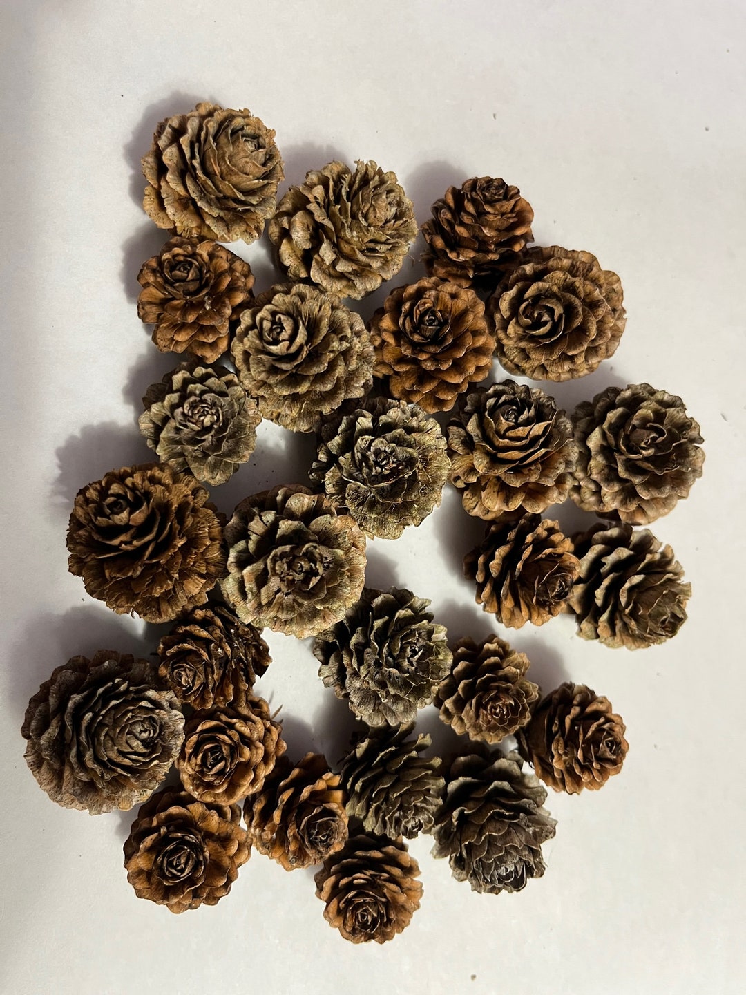 Conos de Tamarack 25 para elaboración, suministro de elaboración de ...