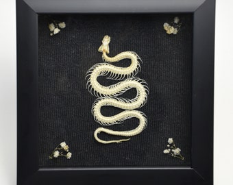 Snake Taxidermy Frame - Etsy