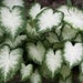 Caladium Aaron (3 Bulbs) - Etsy
