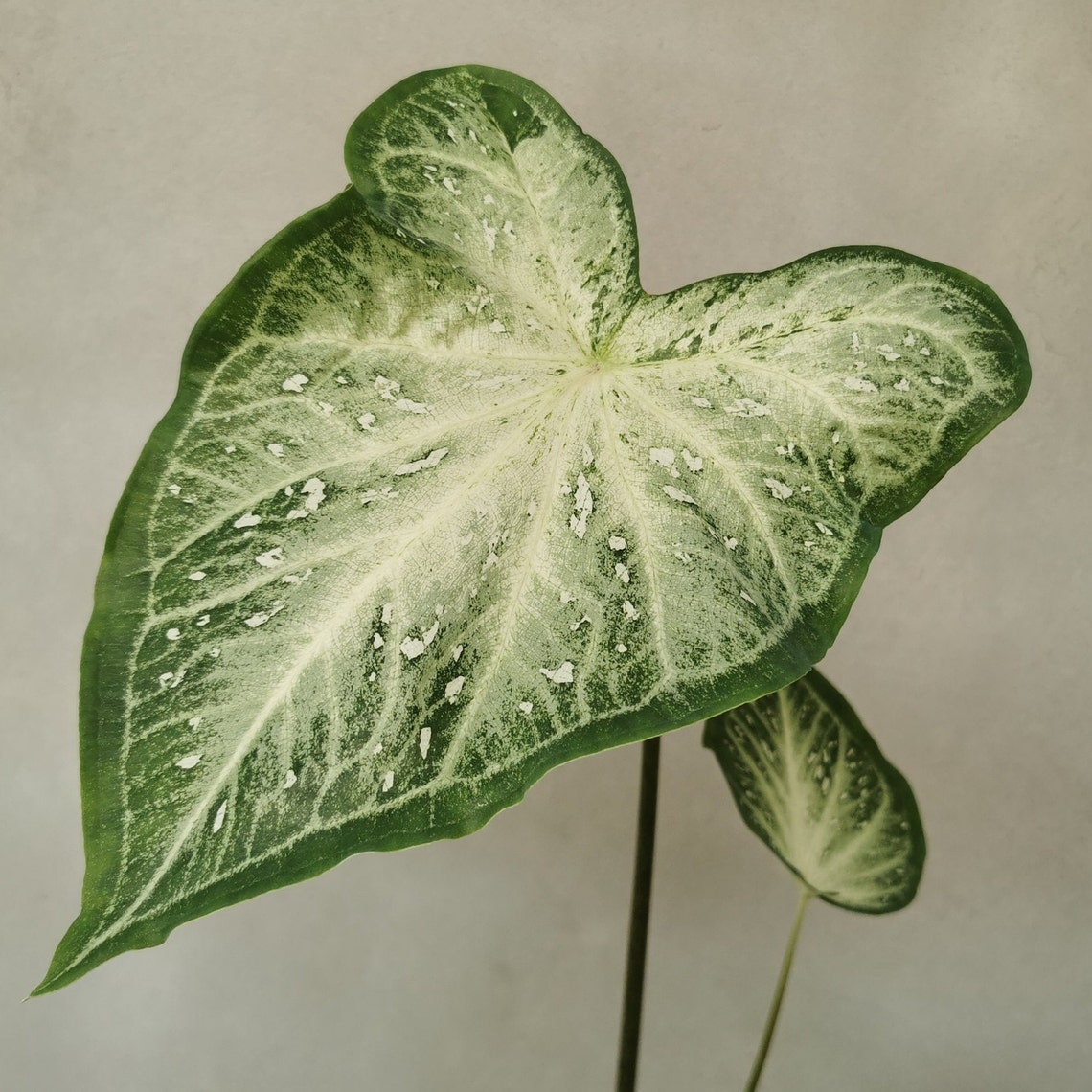 Caladium Aaron (3 Bulbs) - Etsy