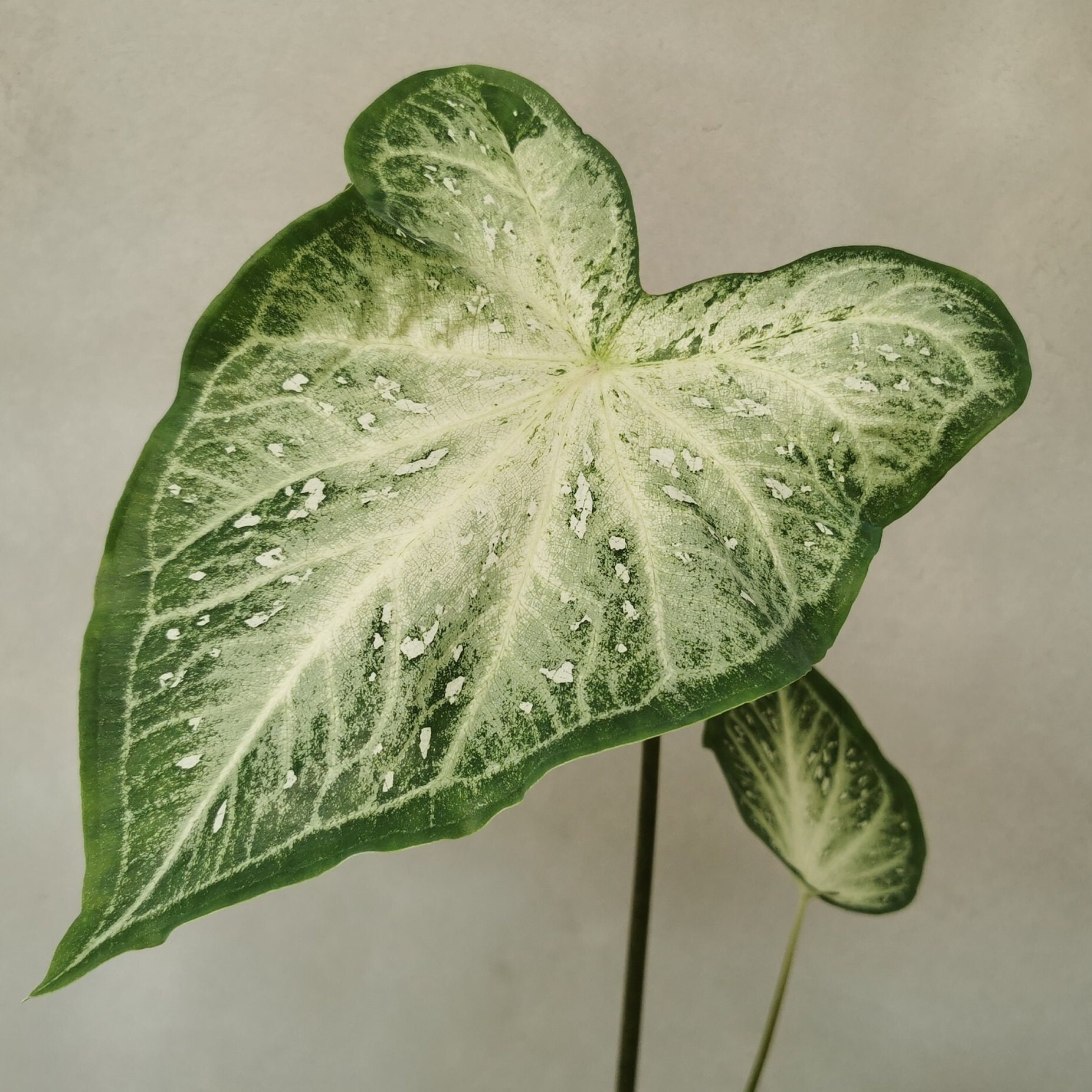 Caladium Aaron (3 Bulbs) - Etsy