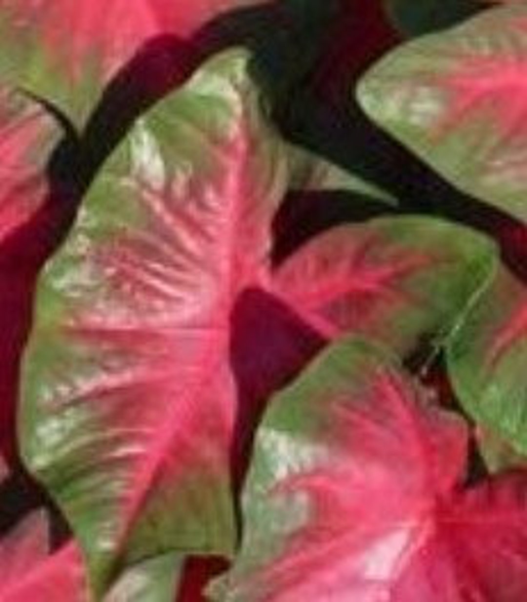 Caladium Florida Cardinal (3 Bulbs) - Etsy