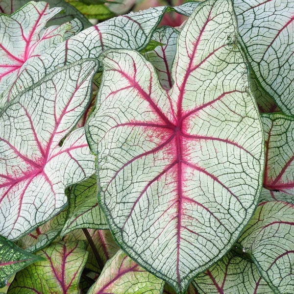 Caladium Bulbs - Etsy
