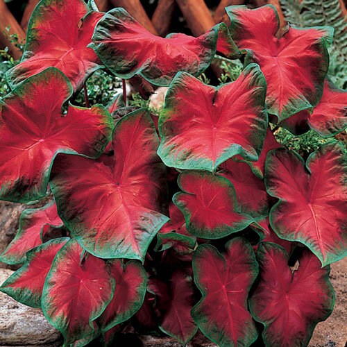 Caladium Florida Cardinal (3 Bulbs) - Etsy