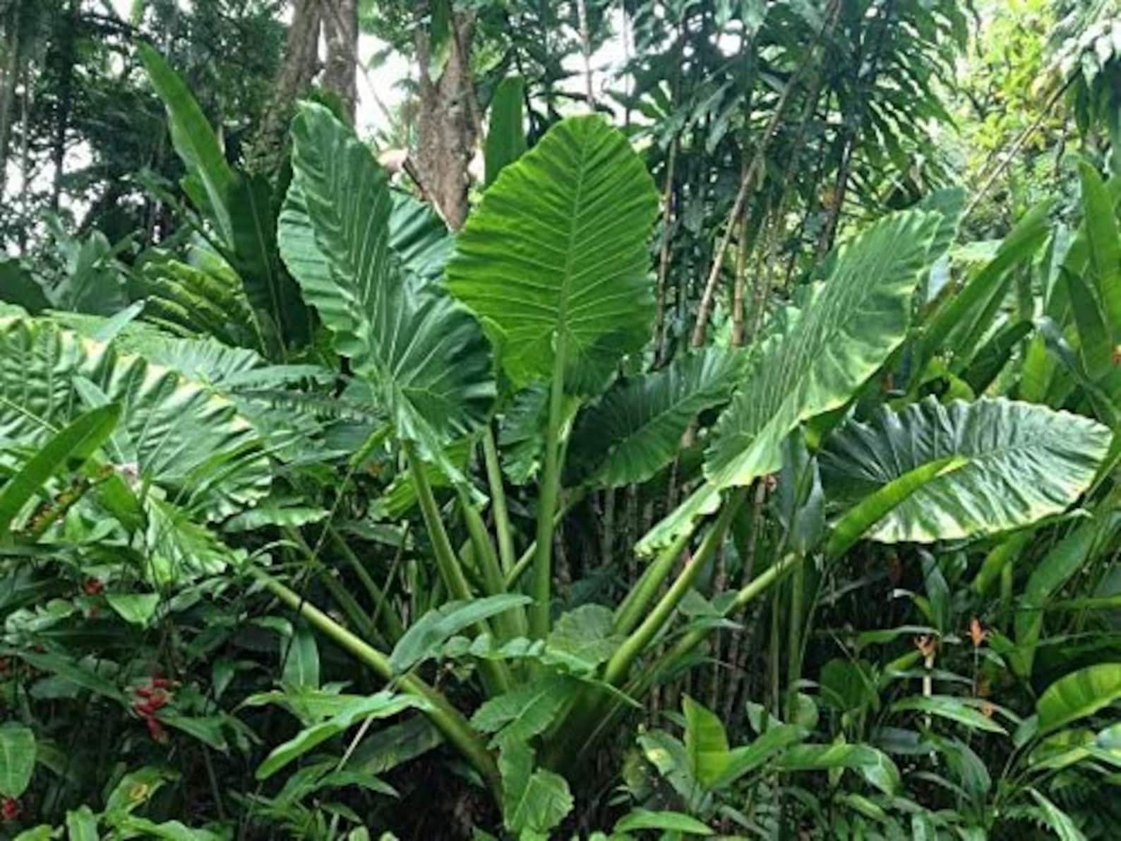 Upright Elephant Ear “alocasia Odora” Macrorrhiza (1 XL Bulb) - Etsy