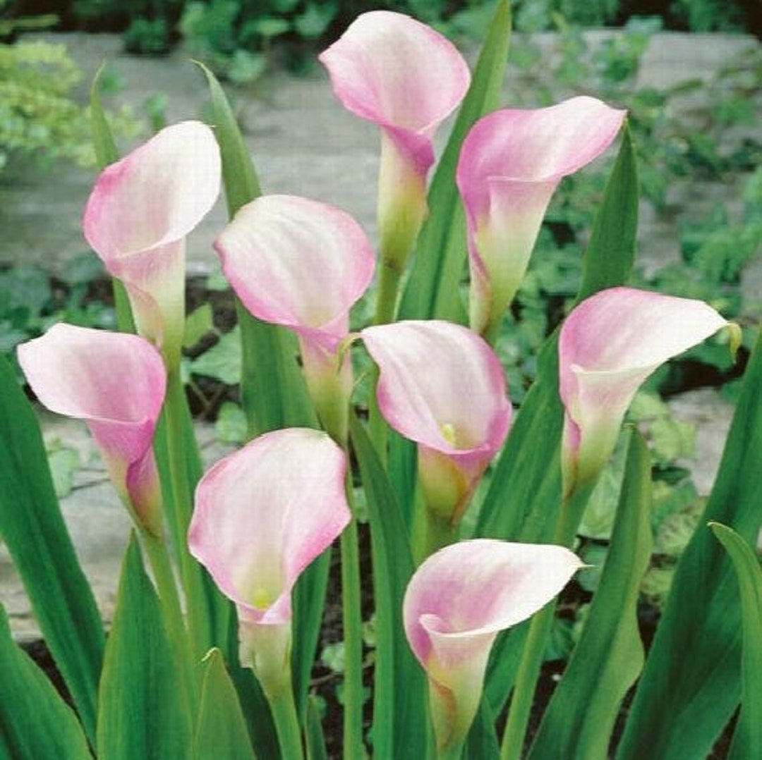 Calla Lily "crystal Blush” (3 Bulbs) - Etsy