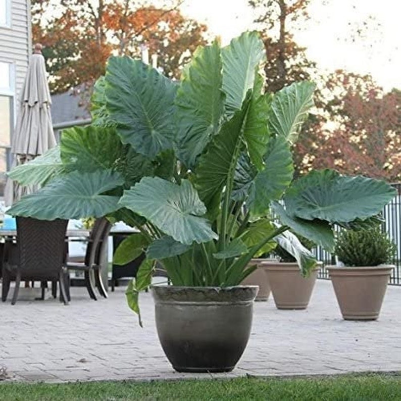 Upright Elephant Ear “alocasia Odora” Macrorrhiza (1 XL Bulb) - Etsy
