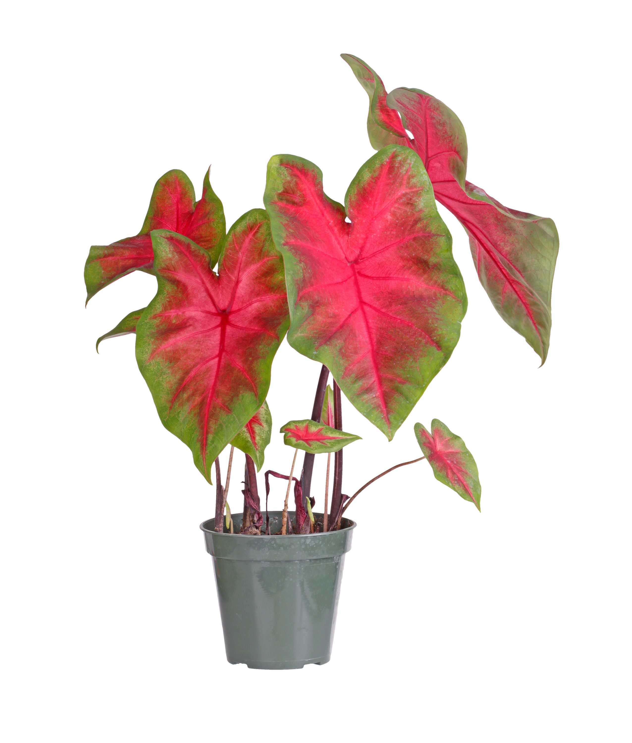Caladium Florida Cardinal (3 Bulbs) - Etsy
