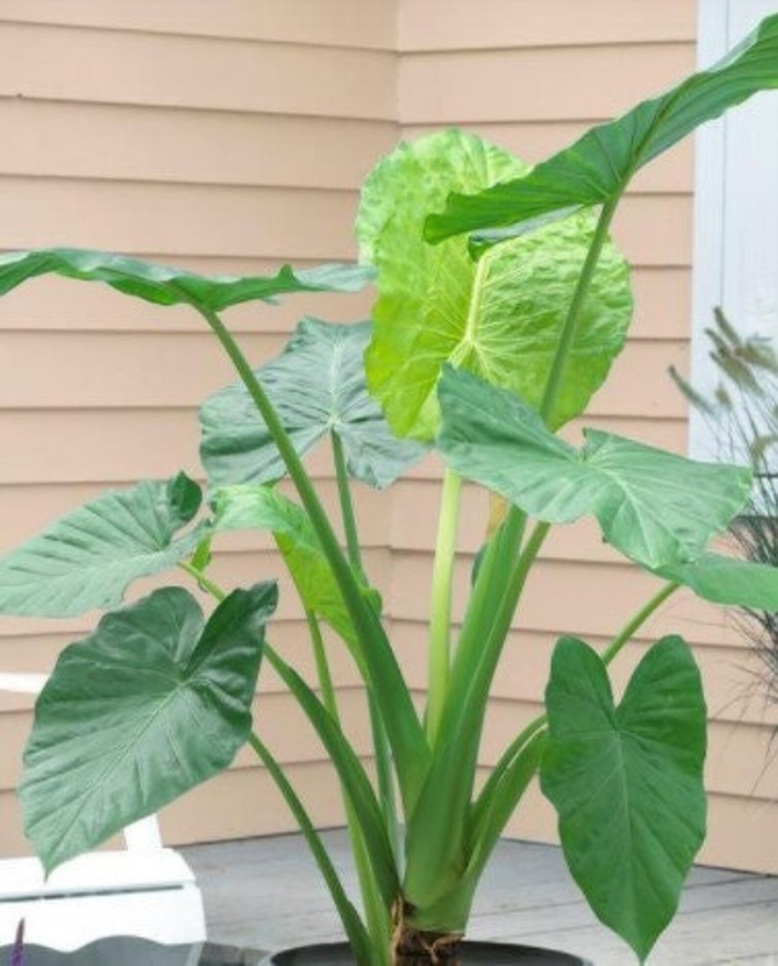 Upright Elephant Ear “alocasia Odora” Macrorrhiza (1 XL Bulb) - Etsy
