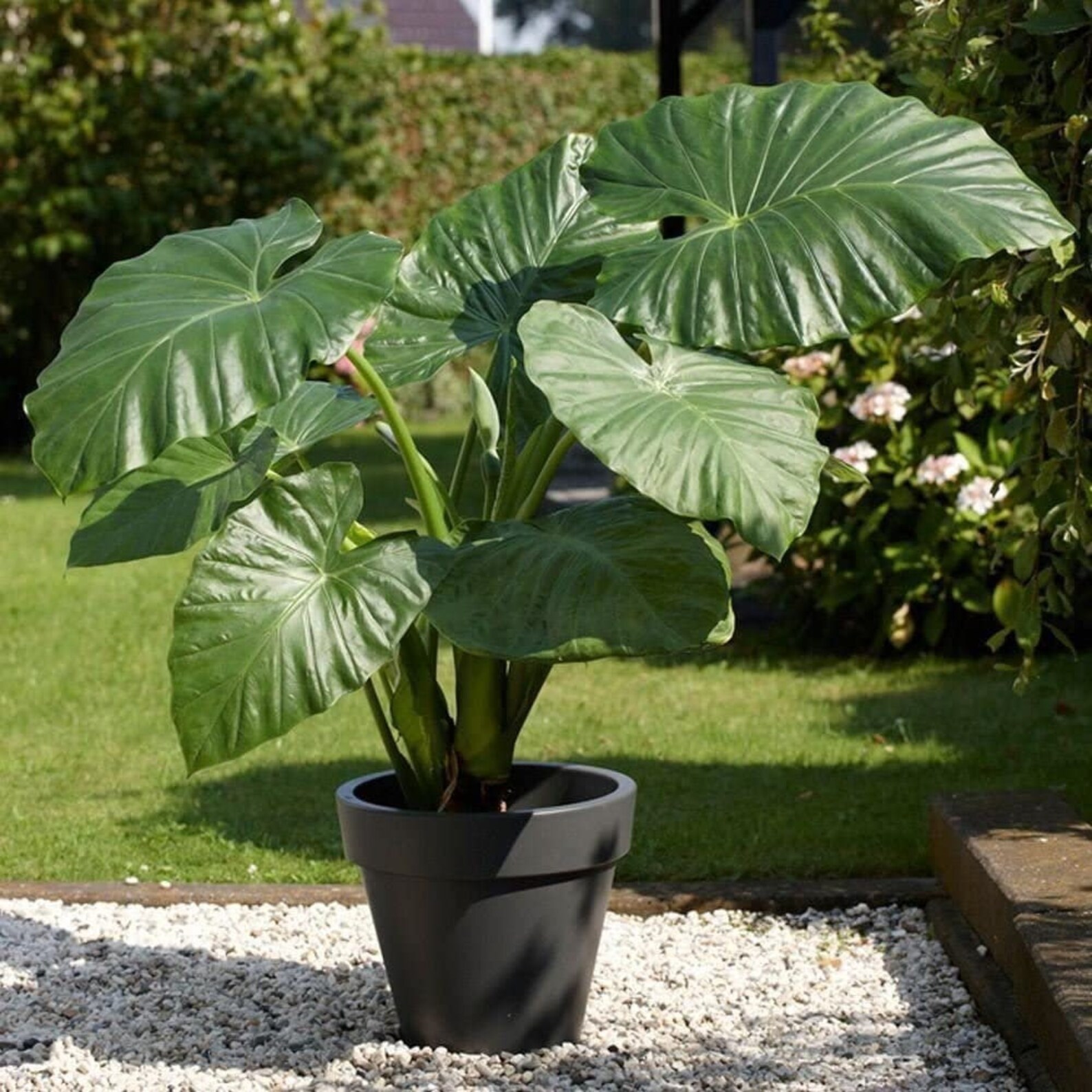 Upright Elephant Ear “alocasia Odora” Macrorrhiza (1 XL Bulb) - Etsy