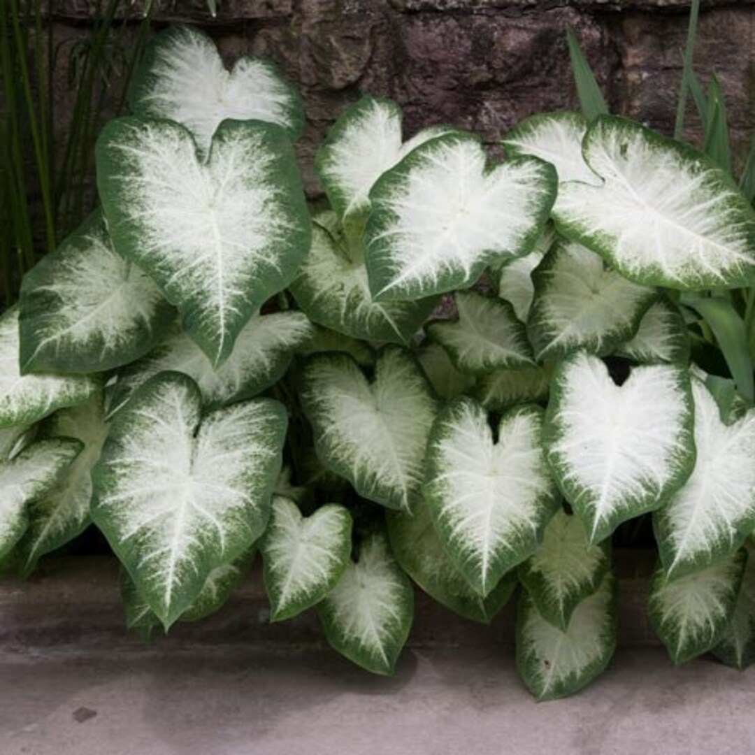 Caladium Aaron (3 Bulbs) - Etsy
